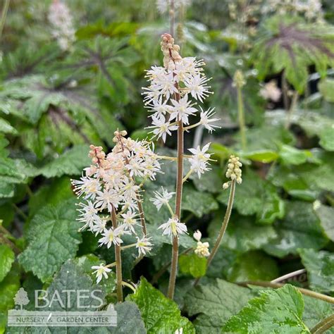 1 Tiarella Cordifolia Ab Foam Flower Native Tn