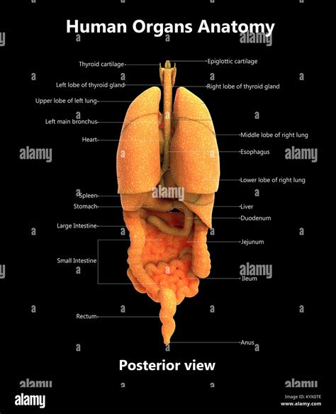 Anatomy Of The Human Lower Body Organs The Abdomen Human Anatomy
