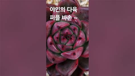 휘귀한 퍼플 바손 ~ 보라보라 이쁜이 ~ 파종이 실생 다육 다유기 다육이 다육식물 반려식물 다육판매 다육이판매