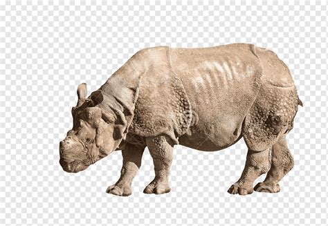Rhinoceros 3d Icon Rhino Creative Mammal Animals Creative Artwork