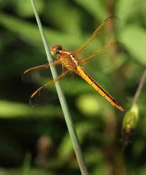 Dragonfly Color Symbolism 13 Different Colors Of Dragonflies And Their