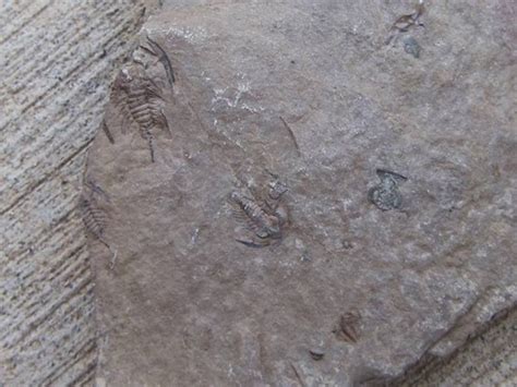 Trilobite Fossil Zacanthoides Typicalis Rare Multiple Ebay