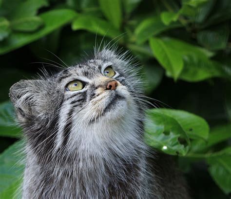 Pallas Katze Manul Kostenloses Foto Auf Pixabay Pixabay