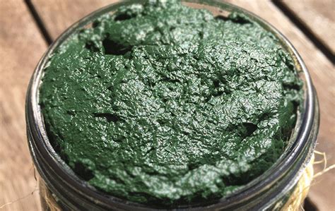 The Superior Rewarding Benefits Of The Spirulina Algae