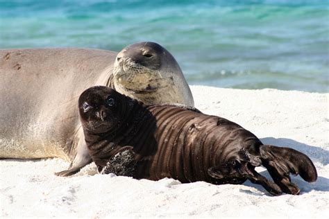 Hawaiian Monk Seals Marine Conservation Institute