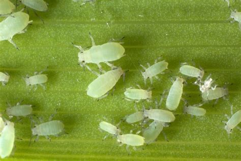How Do I Get Rid Of Bugs On My Hibiscus Common Bugsfix