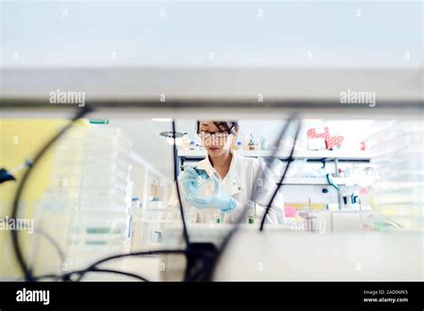 Cell Culture Scraping At Molly Taveras Blog