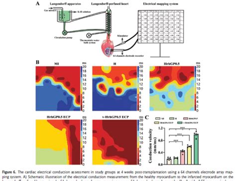 Introducing Flexible Multi Electrode Array Mappinglab