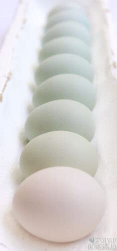 Hoovers Hatchery Americana Easter Egger Egg Colors With Egg And Chick