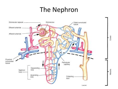 Ppt Structure And Functions Of Nephron Powerpoint Presentation Free Download Id 1894966