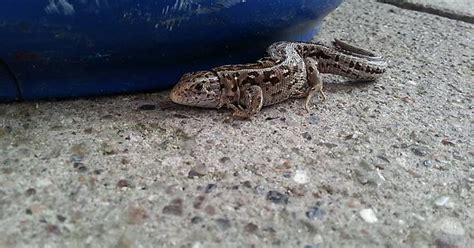 Lizard Imgur