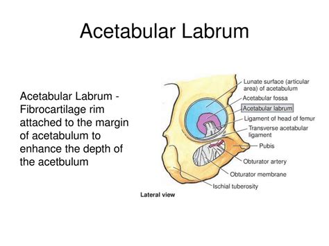 Ppt Hip Powerpoint Presentation Free Download Id9191646