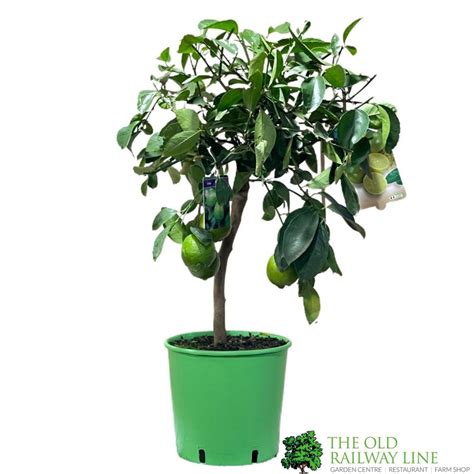 Lime Tree Mini Stem Fruit Tree 3ltr Pot Old Railway Line Garden Centre