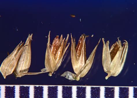 Juncus Acuminatus Juncaceae