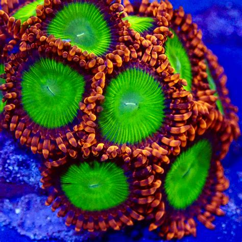 Candy Apple Red Zoanthids Per Polyp Aquarium Reefsolution Inc