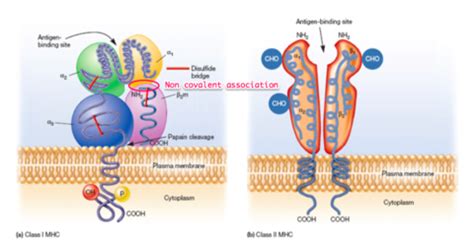 Antigen Presentation And MHC Slide Set