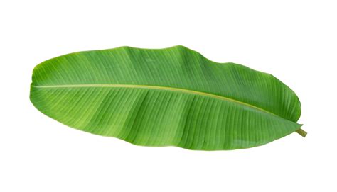 Banana Leaves Pngs For Free Download