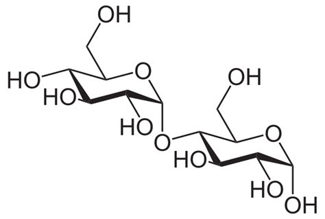 Maltose Vs Dextrin Whats The Difference Main Difference