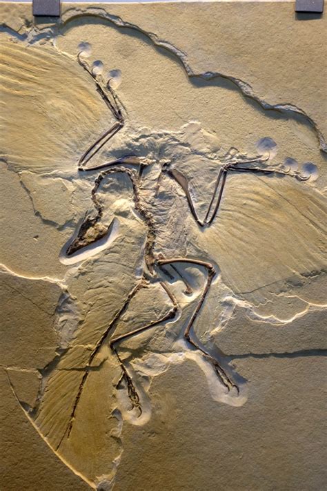 All About Archaeopteryx
