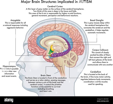 Structures Of Brain Stock Vector Images Alamy