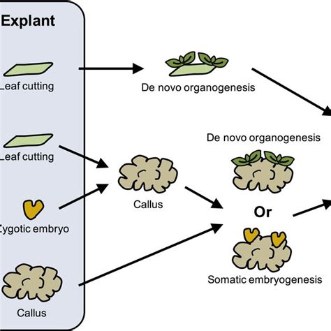 Different Plant Transformation Strategies Applied In Crisprcas9