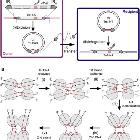 Tn1549 Transposition And The Tyrosine Recombinase Chemistry A Download Scientific Diagram