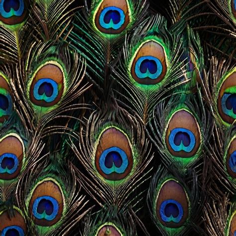 Page 3 Seamless Peacock Feather Arrangement Photos Download Free
