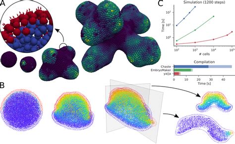 Yaa Is Suitable For Large Scale Morphogenesis A Branching Driven