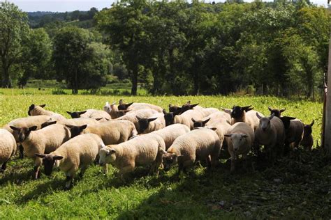 Testing Dosing Efficacy With A Faecal Egg Count Reduction Test Free