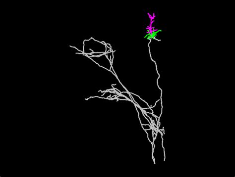 Detailed Cell Information H287neuron1reg