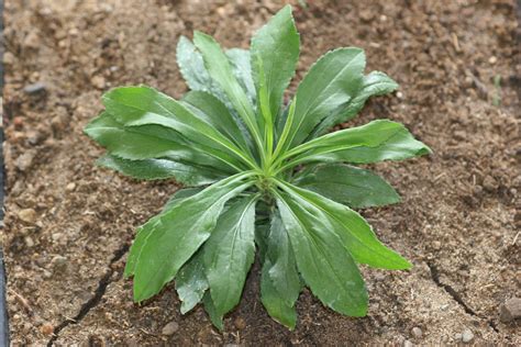 Solidago Canadensis Leaf