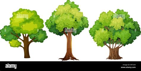 Set Of Different Tree Design Illustration Stock Vector Image And Art Alamy