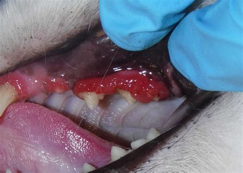 Feline Juvenile Gingivitis Understanding Dental Disease In Cats