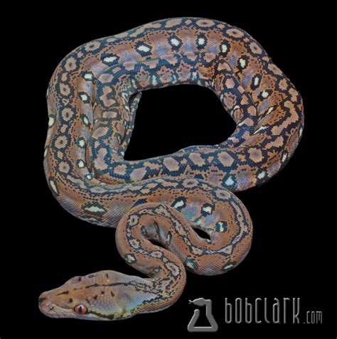 Pythons Available Bob Clark