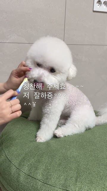 치카와 희동군 Youtube