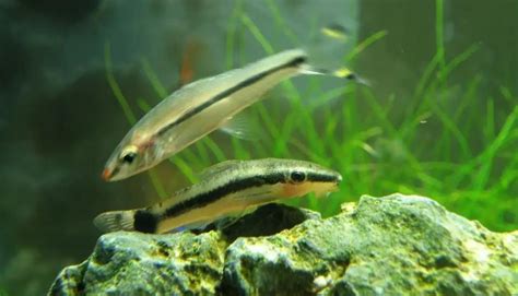 适合混养在小型草缸内的7种小体型热带鱼 哔哩哔哩