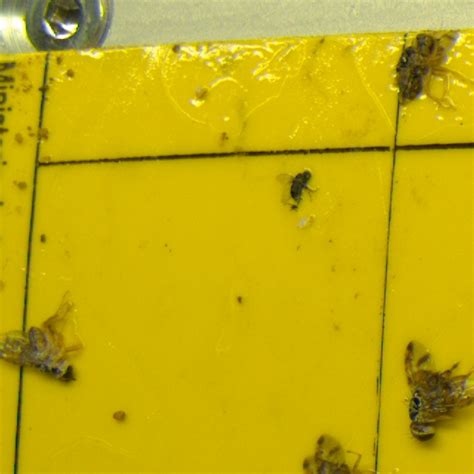 Ceratitis Capitata Macho Object Detection Dataset By Quimicamasso