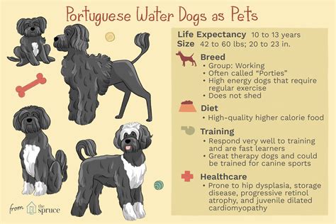 20 Hypoallergenic Dog Breeds Low Shed And Low Maintenance