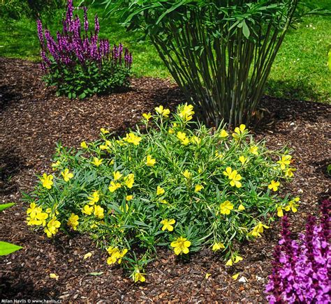 Oenothera Innoeno131 Lemon Drop Pupalka Havlis Cz