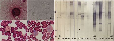 Double Immunodiffusion Assays Plos One