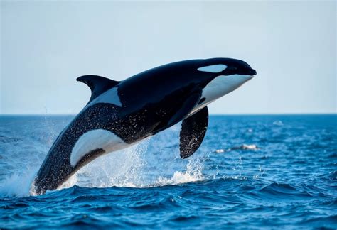 Imágenes De Orca Bebe Descarga Gratuita En Freepik