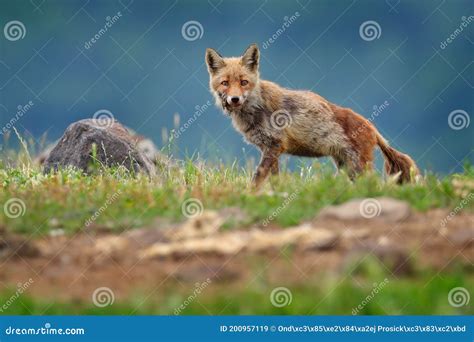 Mangy Moulted Red Foc From Bulgaria Balkan Wildlife Fox In The