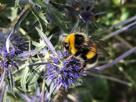 White Tailed Bumblebee Natural History Society Of Northumbria