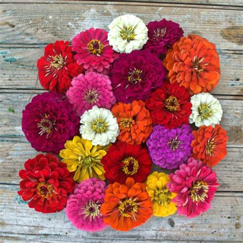 Benarys Giant Mix Zinnia Pinetree Garden Seeds