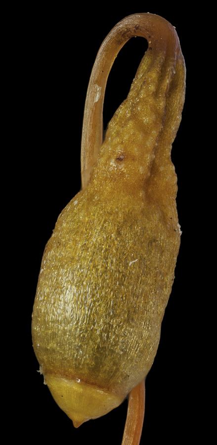 Bryum Lisae Atlas Image Categories Northern Forest Atlas