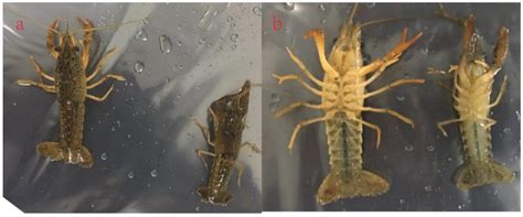 Crayfish Maxilla Crayfish Maxilla