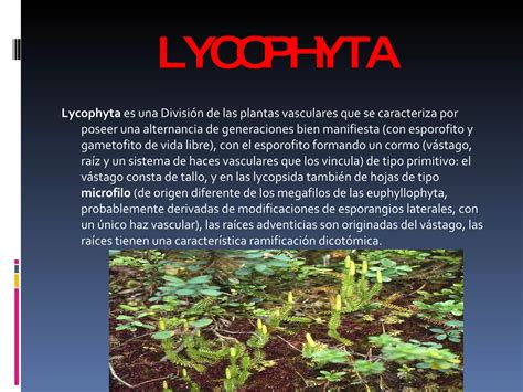 Pteridofitas Ppt