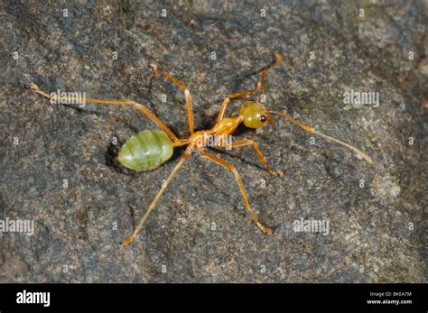 Green Tree Ants