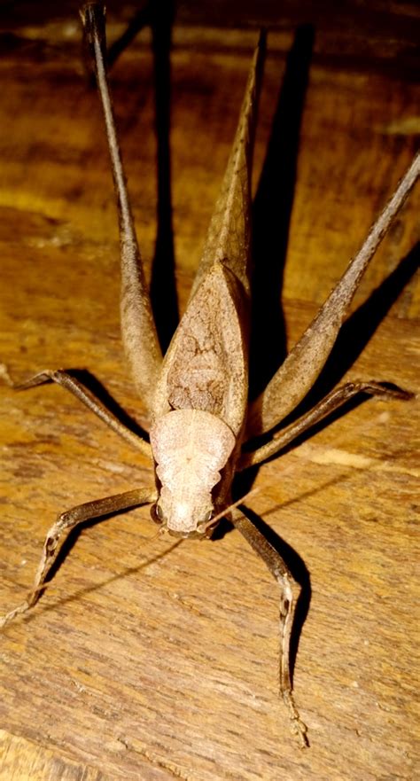 Grasshopper Real Collection Opensea