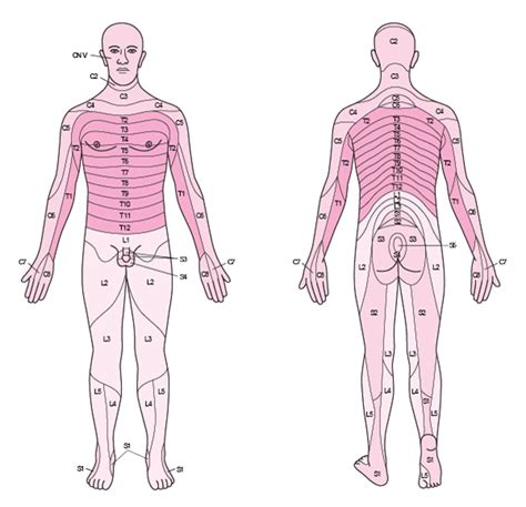 Imagesensory Dermatomes Msd Manual Professional Edition